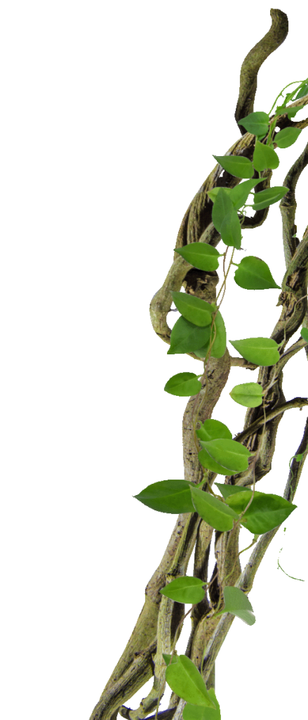 Plant a Tree Project: Gifting Trees and Memorial Trees